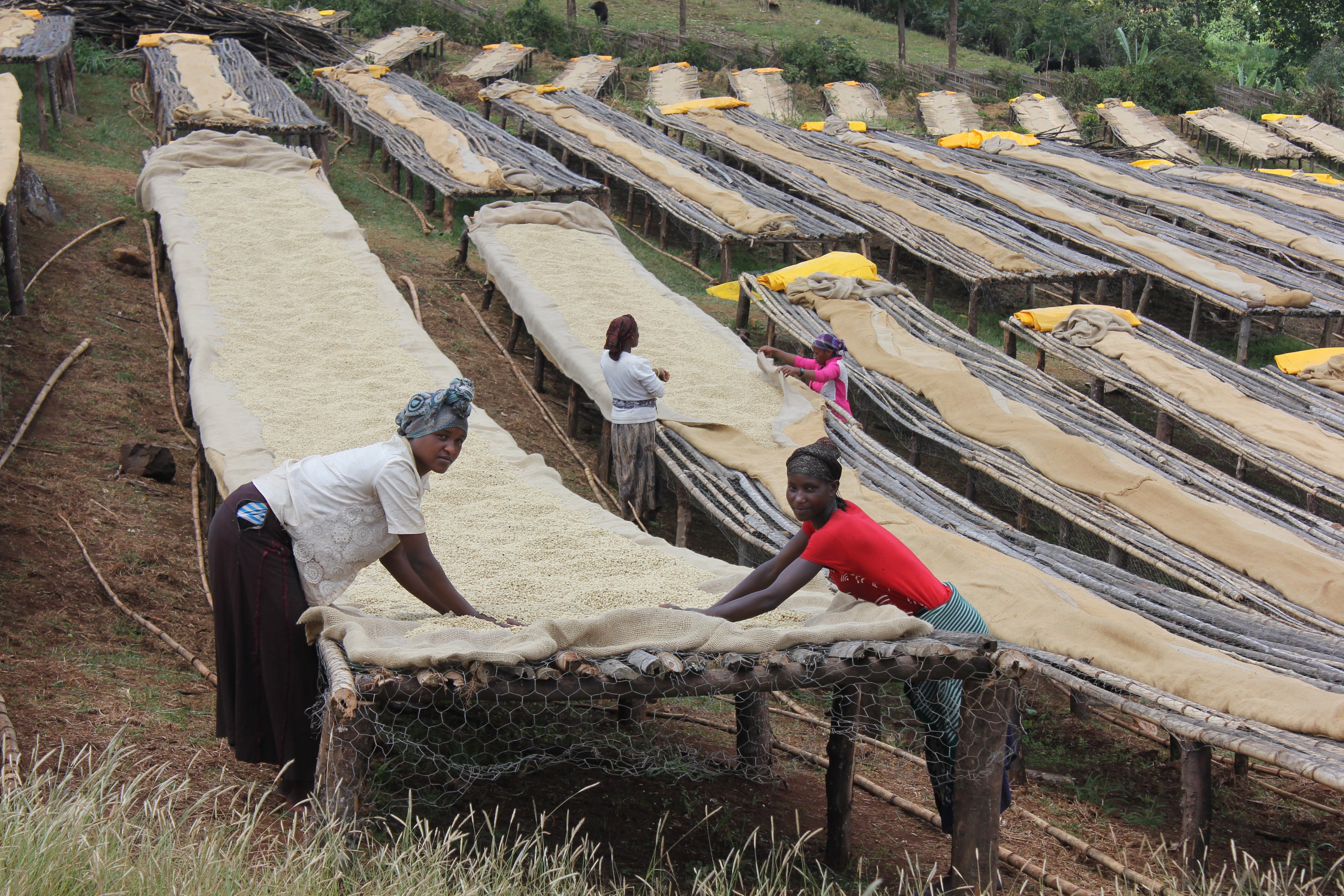 Coffee Release | Sidama Natural Process Coffee | Peoples Coffee